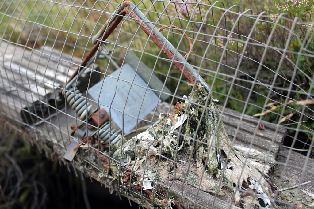 Animals left to rot in traps on moorland leased for grouse shooting by ...