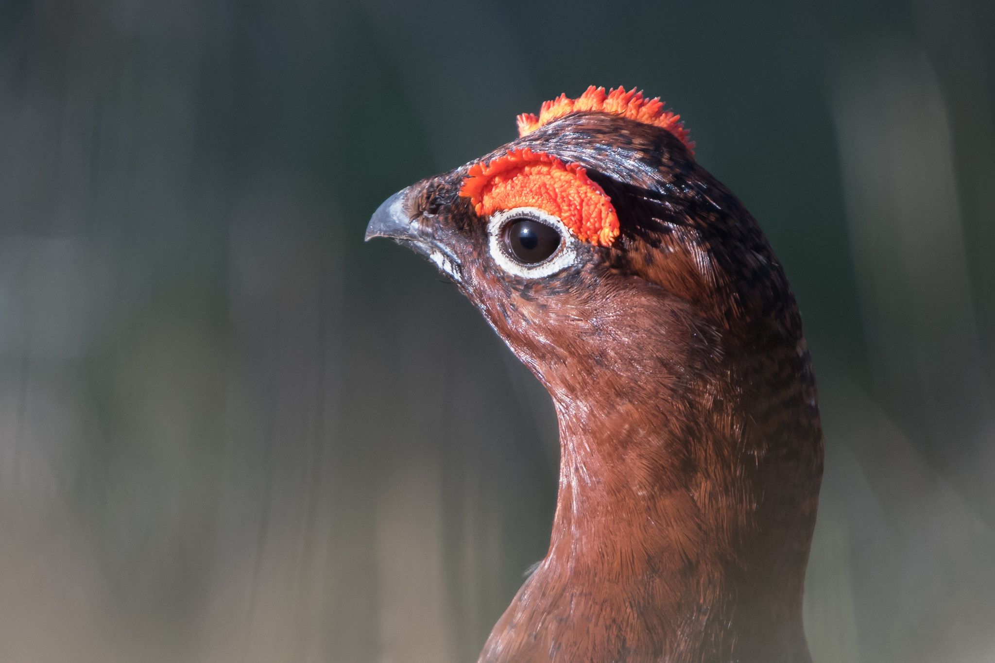 Game Over: Ilkley Moor grouse shooting deed expires – Wild Moors