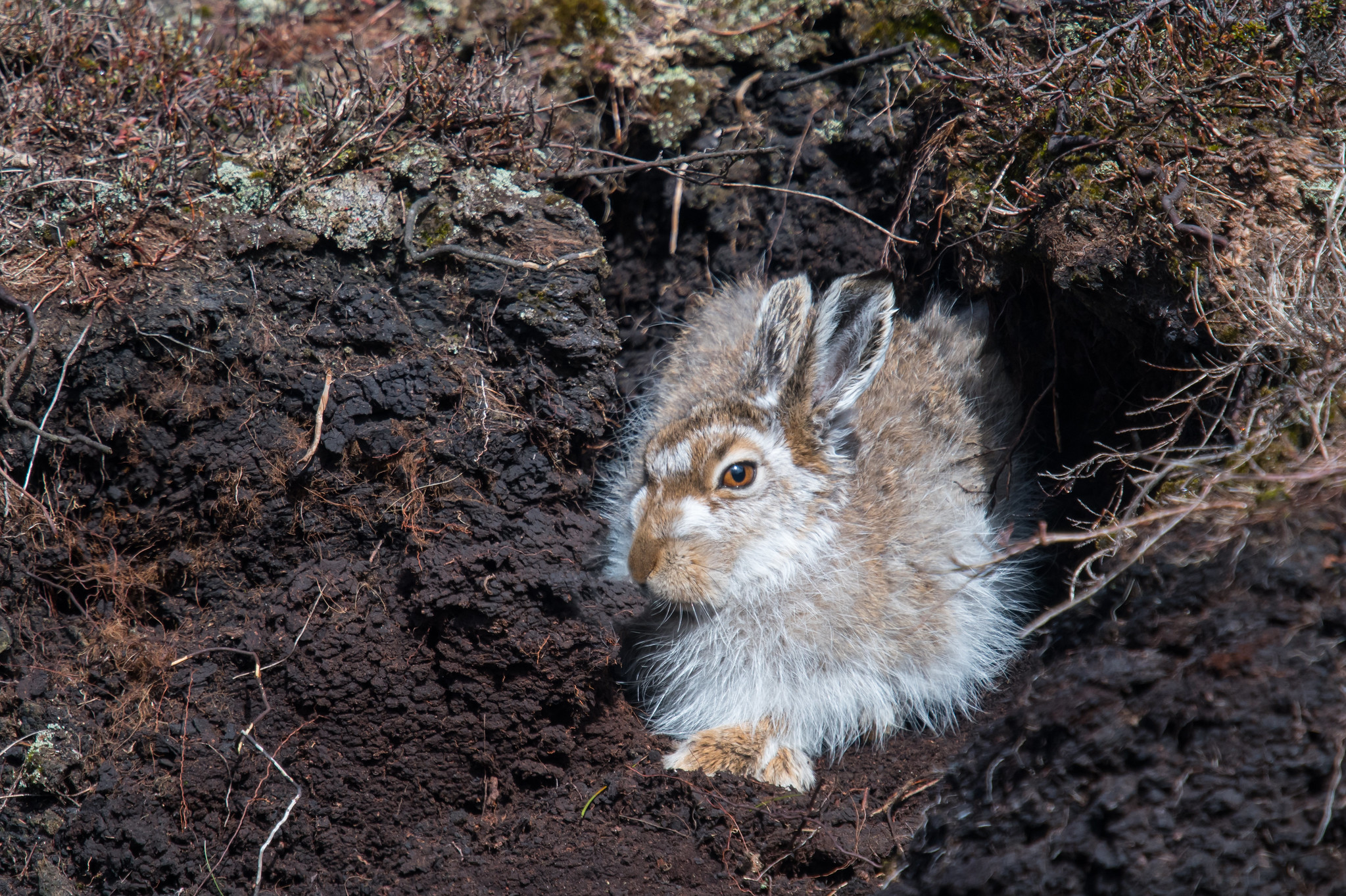 A wave of wildlife crime is sweeping across Britain’s uplands – Wild Moors