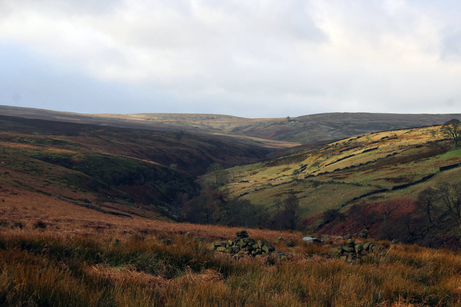 Our success has unlocked moorland for conservation – Wild Moors