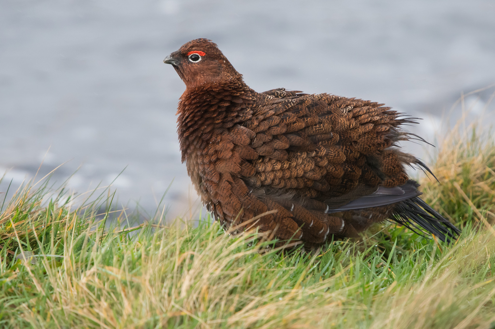 Yorkshire Water to review the future of game bird shooting on Thornton ...