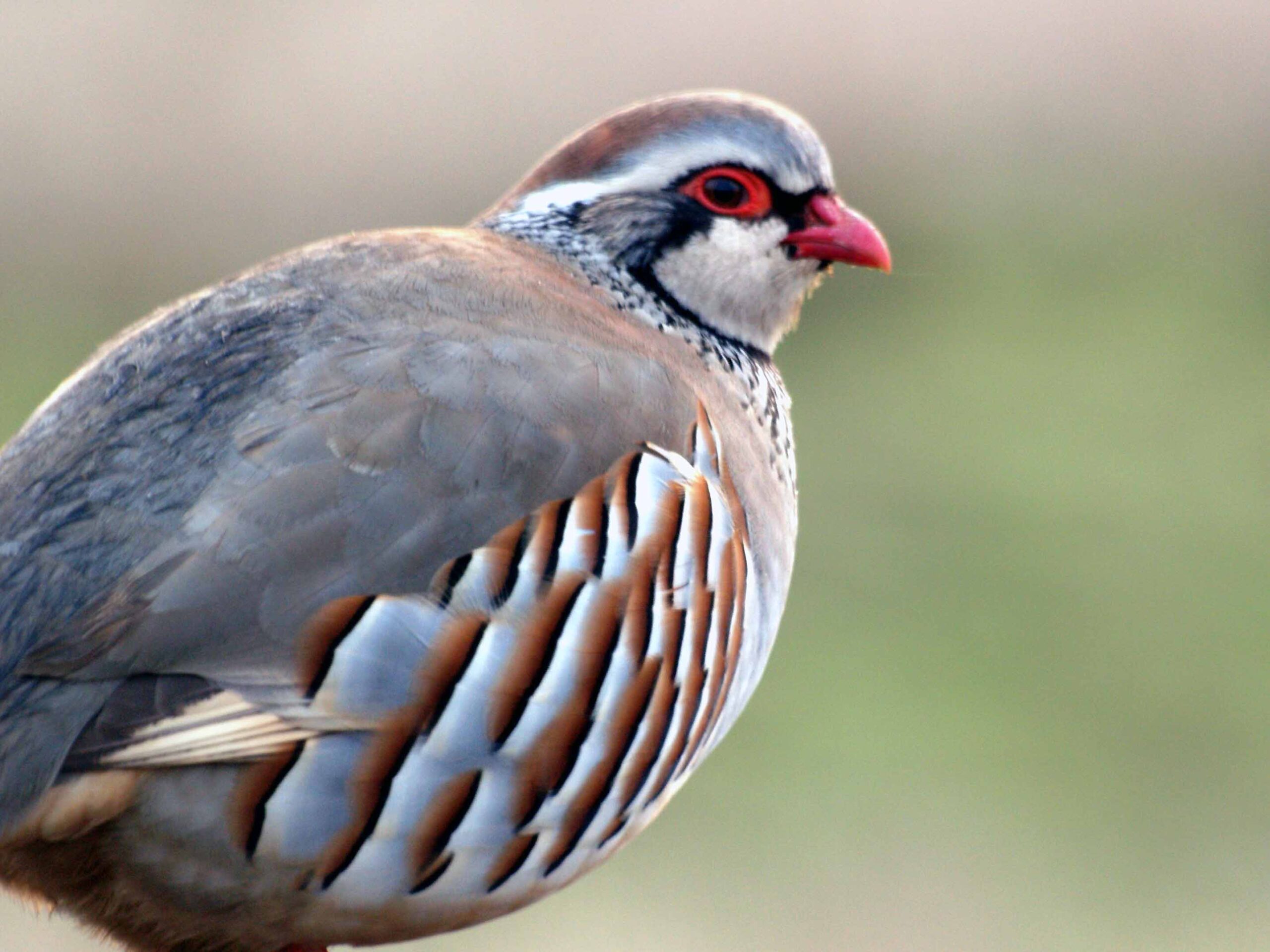 Natural England restricts game bird shooting on Thornton Moor – Wild Moors