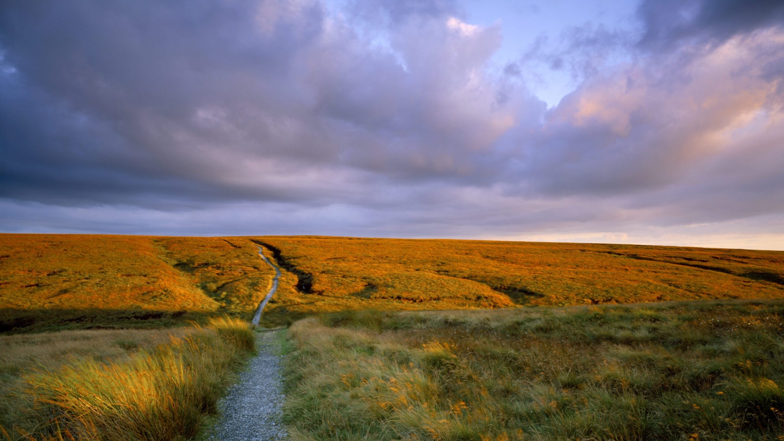 Wild Moors – Creating an uplands which is respected, restored and ...